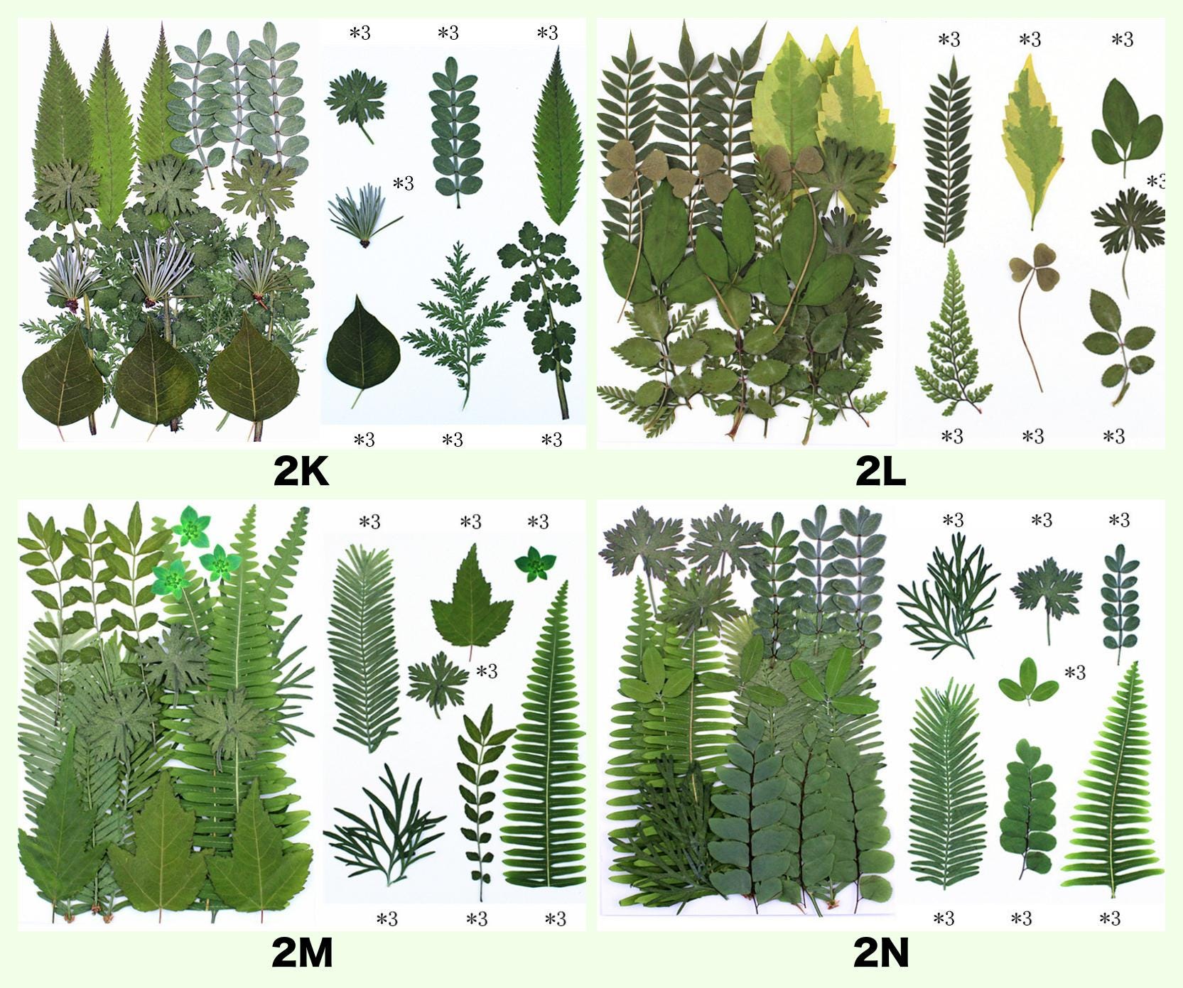 Assorted Green Pressed Leaves Collection, Real Dried Leaf Botanical ...