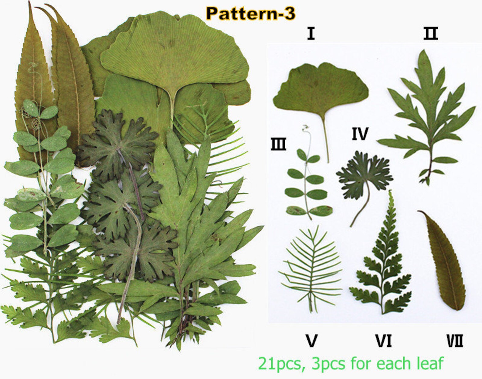 Natural Dried Leaves DIY Plant Specimens Pressed Herbarium - Etsy