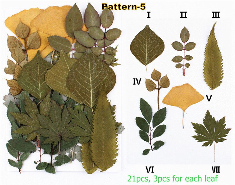 Natural Dried Leaves DIY Plant Specimens Pressed Herbarium - Etsy