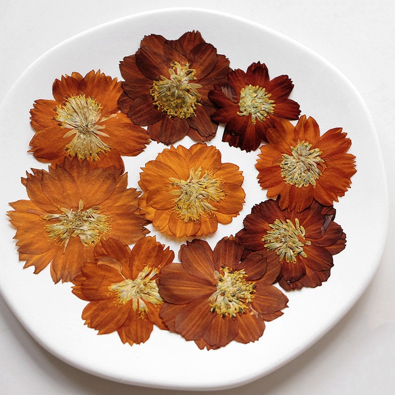 12pcs/pack Dried Yellow Cosmos Flowers, Pressed Flowers, Sulphureus ...
