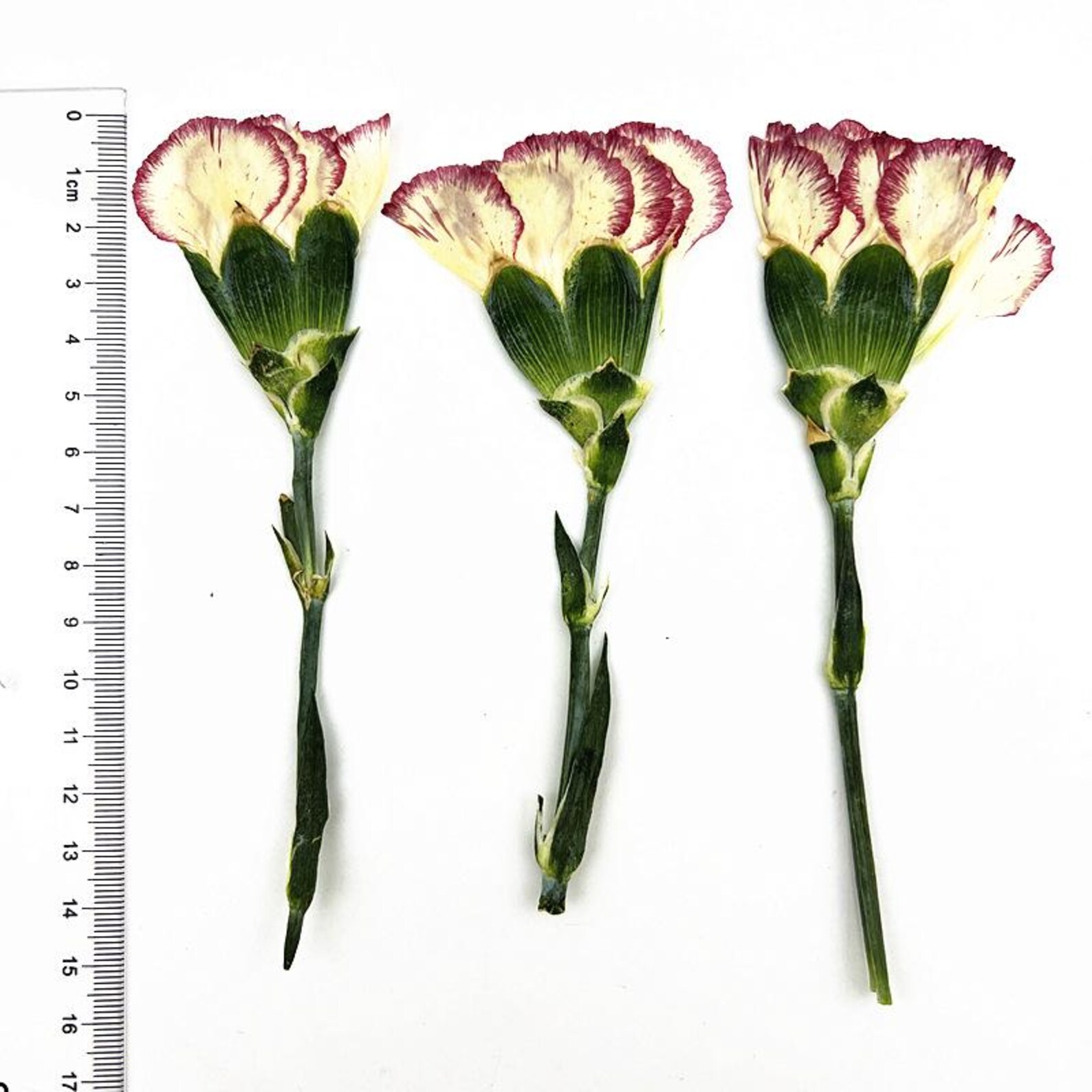 12pcs/pack Side Pressed Carnation Flowers With Stem, Dried Flower ...