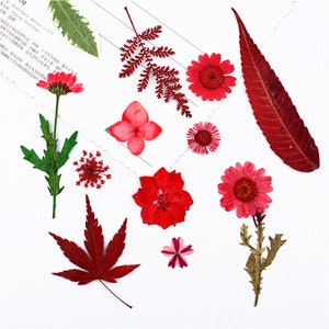 Dried Pressed Flowers Natural Flowers Red Flowers Specimens - Etsy