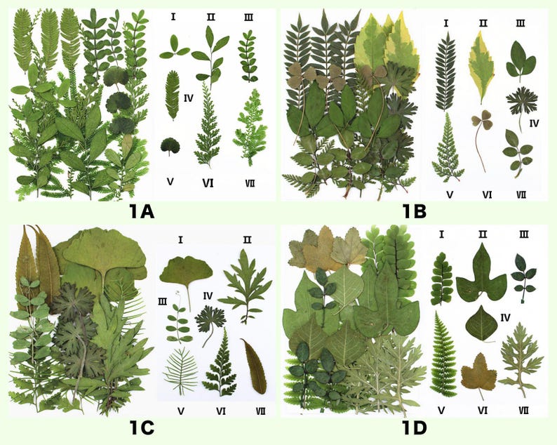 Assorted Green Pressed Leaves Collection, Real Dried Leaf Botanical ...