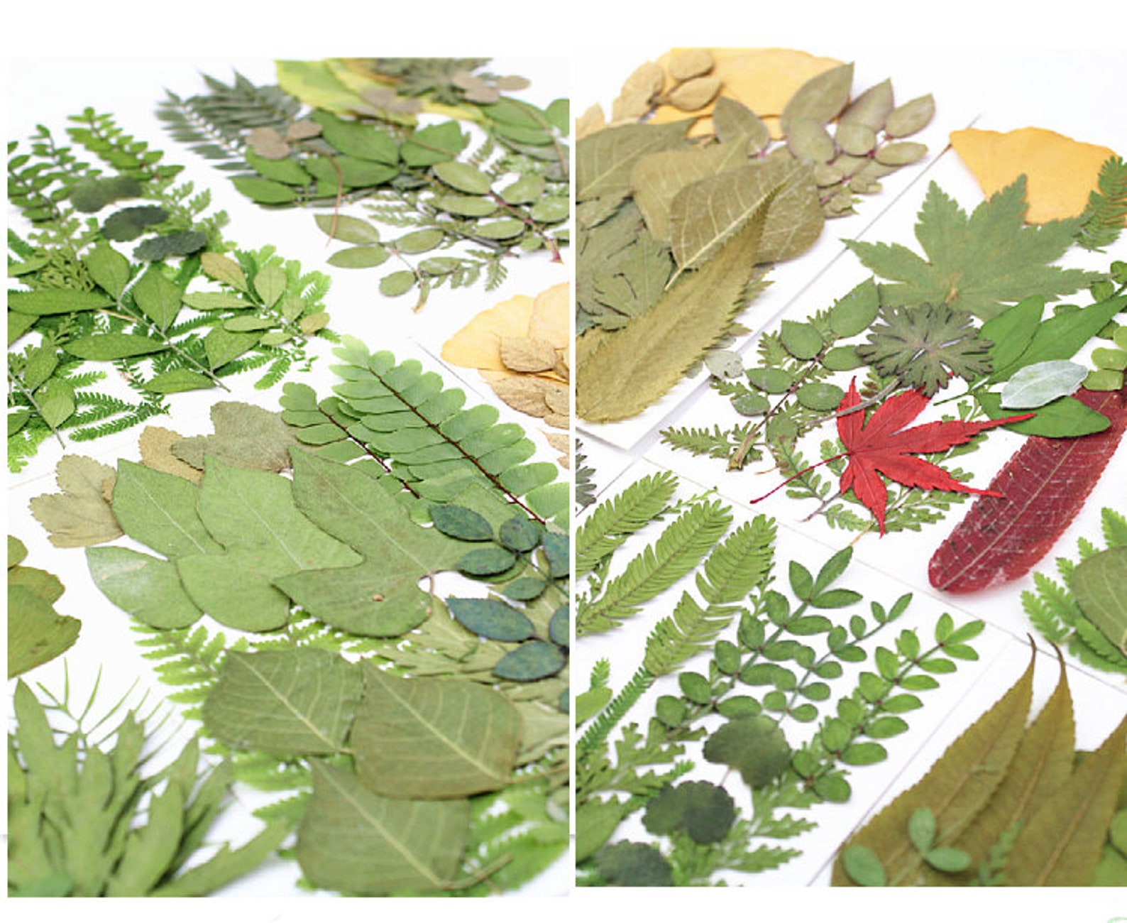 Natural Dried Leaves DIY Plant Specimens Pressed Herbarium - Etsy