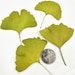 10pcs/pack Natural Dried Ginkgo Biloba Leaf Real Pressed Specimens ...