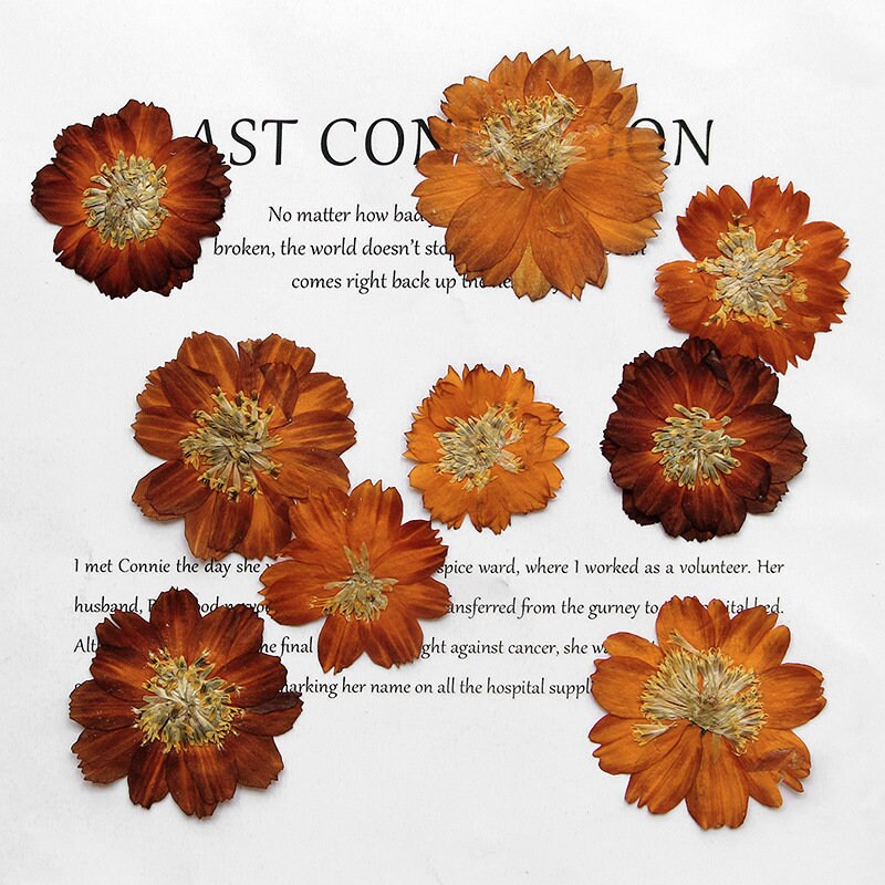 12pcs/pack Dried Yellow Cosmos Flowers, Pressed Flowers, Sulphureus ...