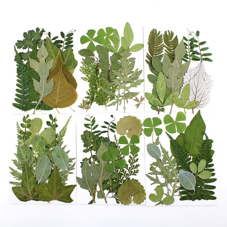 Assorted Green Pressed Leaves Collection, Real Dried Leaf Botanical ...