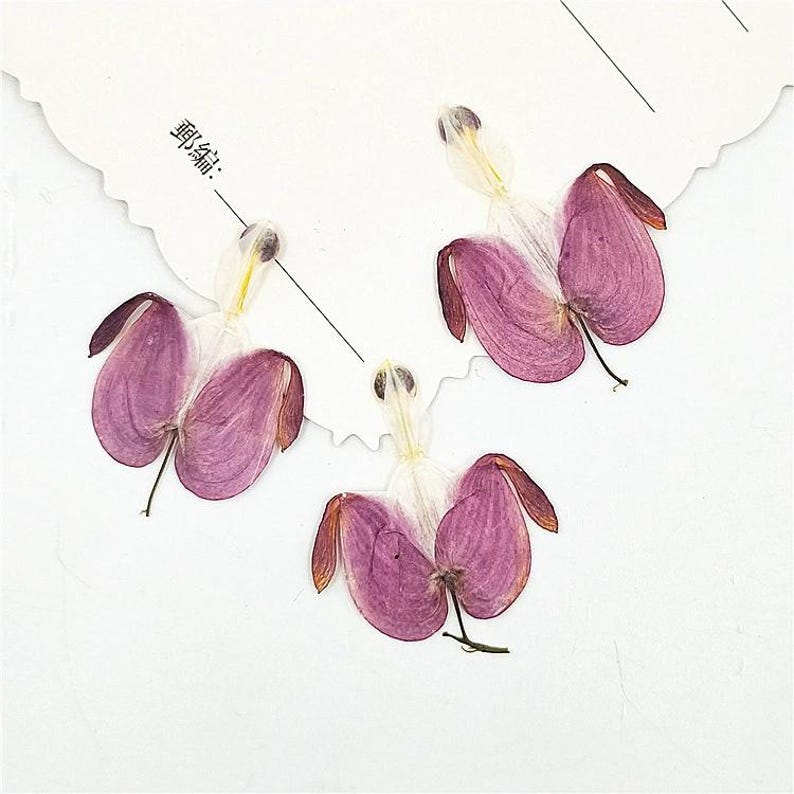 24pcs/2packs Pressed Flowers, Natural Dried Bleeding Heart Flowers for ...