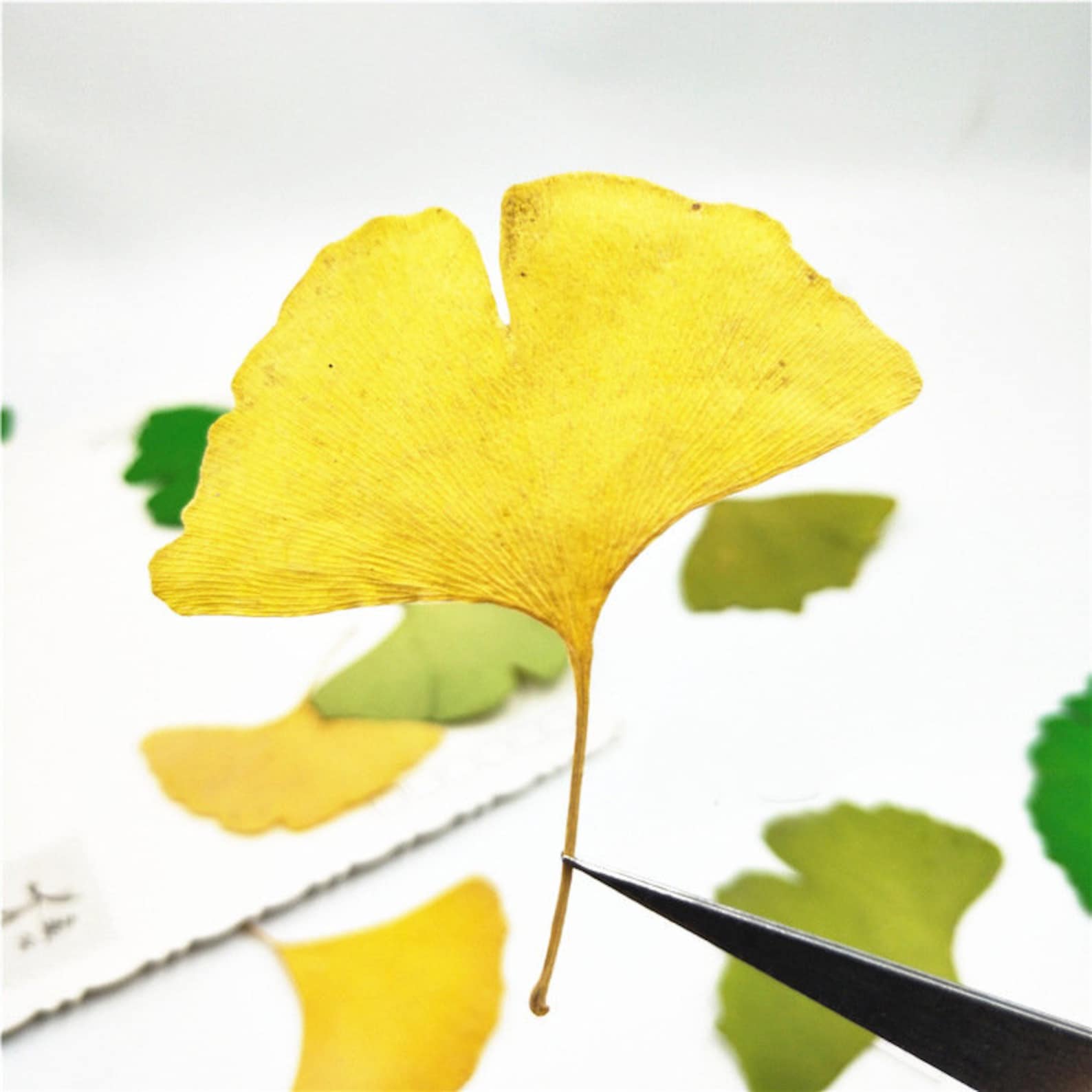 10pcs/pack Natural Dried Ginkgo Biloba Leaf Real Pressed Specimens ...