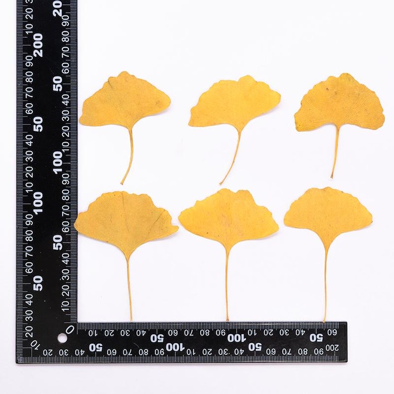 10pcs/pack Natural Dried Ginkgo Biloba Leaf Real Pressed Specimens ...
