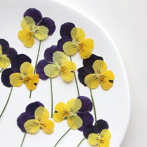 12pcs/pack Pressed Horned Violet, Dried Viola Flowers With Stem for ...