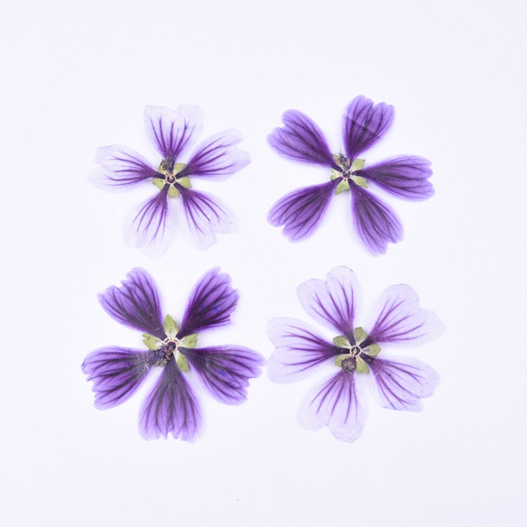 Pressed Dried Malva Flowers, Purple Pressed Flowers, Dried Flowers for ...