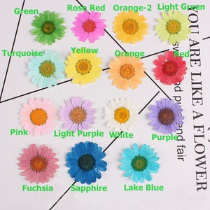 12pcs/pack Pressed Daisy Flowers Real Dried Flowers Natural - Etsy