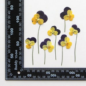12pcs/pack Pressed Horned Violet, Dried Viola Flowers With Stem for ...