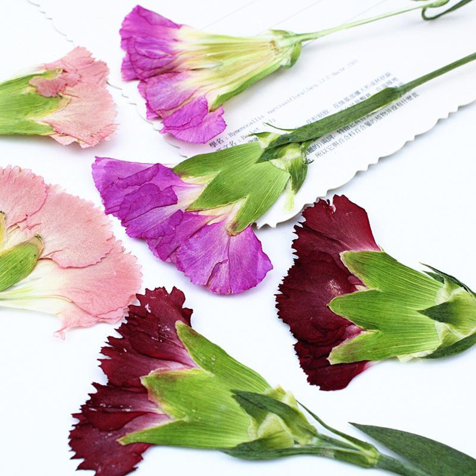 12pcs/pack Side Pressed Carnation Flowers With Stem, Dried Flower ...