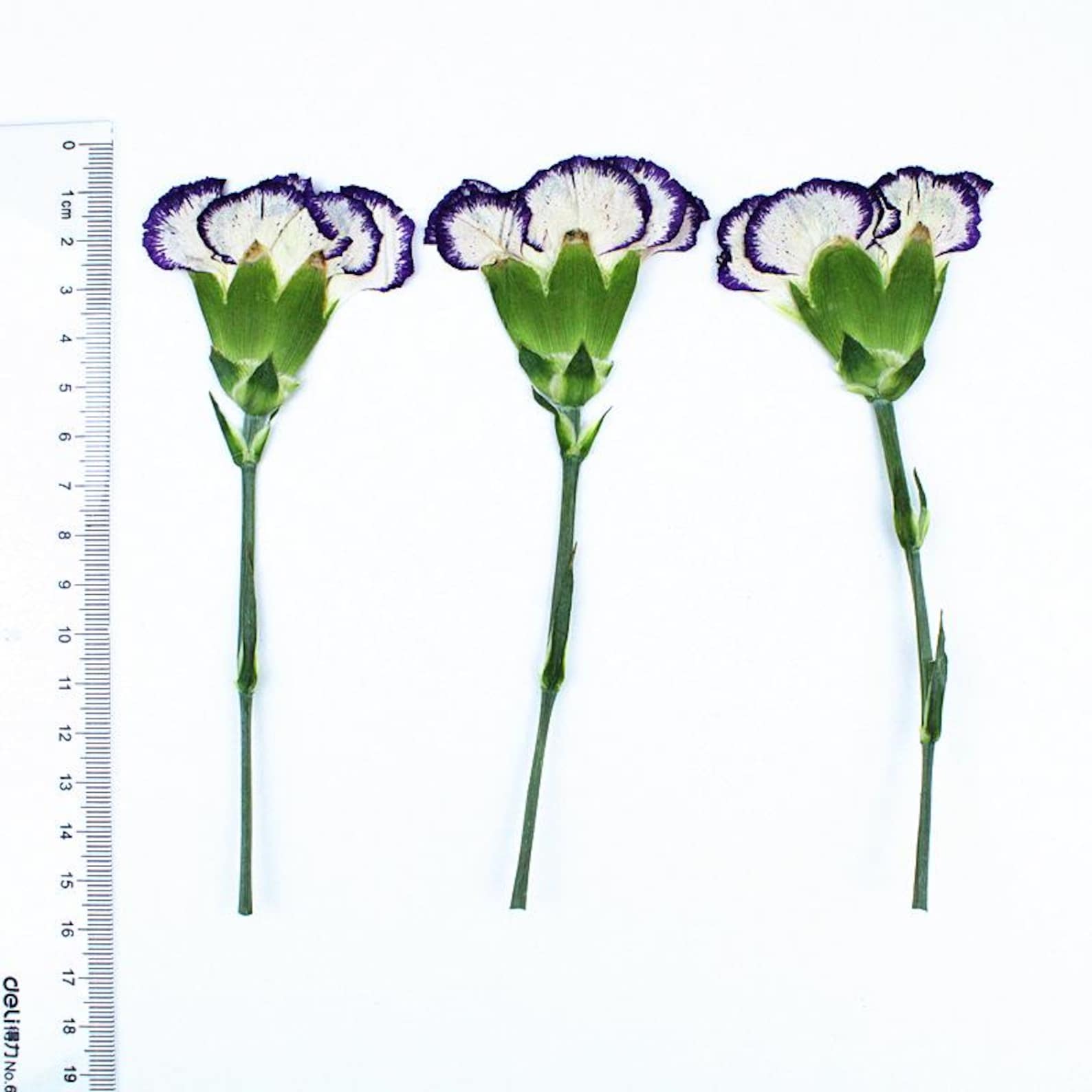 12pcs/pack Side Pressed Carnation Flowers With Stem, Dried Flower ...