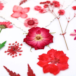 Dried Pressed Flowers Natural Flowers Red Flowers Specimens - Etsy