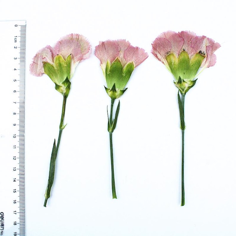 12pcs/pack Side Pressed Carnation Flowers With Stem, Dried Flower ...