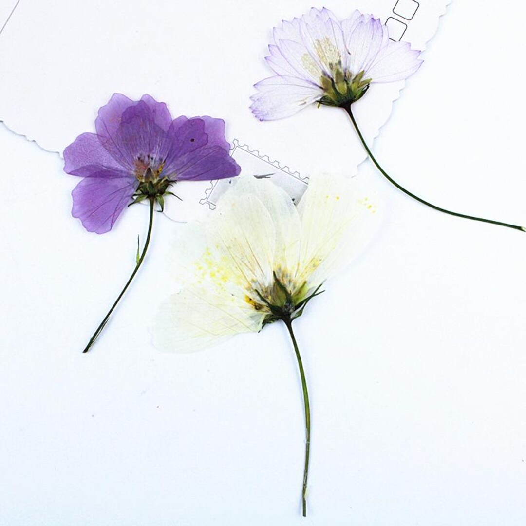 12pcs/pack Side Pressed Garden Cosmos, Natural Dried Flowers With Stem ...