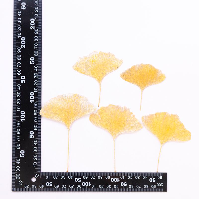 10pcs/pack Natural Dried Ginkgo Biloba Leaf Real Pressed Specimens ...
