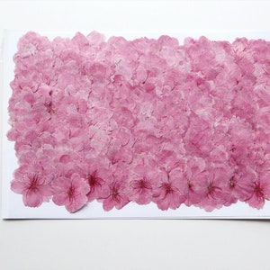 12pcs/pack Cherry Blossom Pressed Dried Flowers, Real Pressed Sakura ...