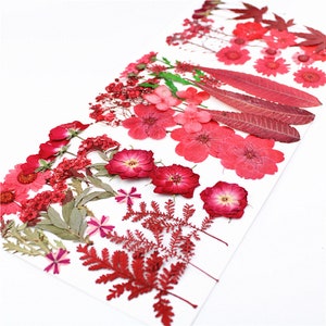 Dried Pressed Flowers Natural Flowers Red Flowers Specimens - Etsy