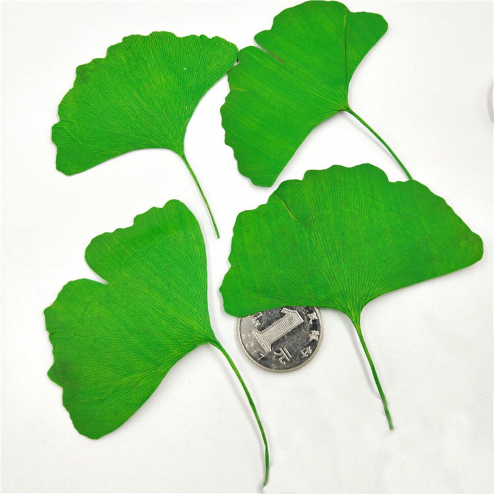 10pcs/pack Natural Dried Ginkgo Biloba Leaf Real Pressed Specimens ...