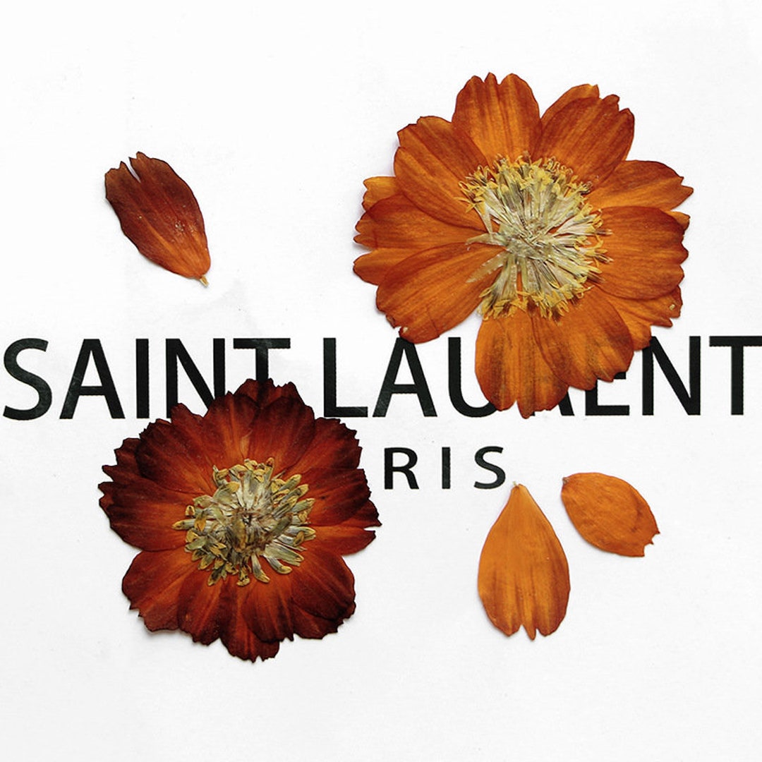 12pcs/pack Dried Yellow Cosmos Flowers, Pressed Flowers, Sulphureus ...