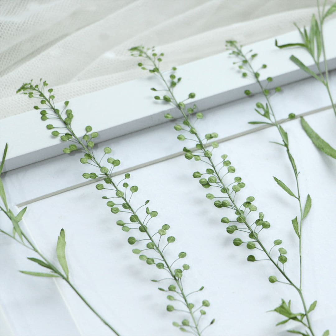 Dried Pressed Lepidium Bunch, Natural Thlaspi Green Bell, Dried Floral ...