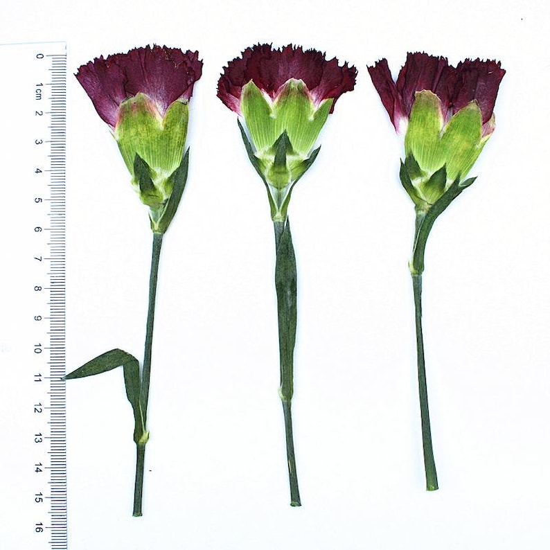 12pcs/pack Side Pressed Carnation Flowers With Stem, Dried Flower ...