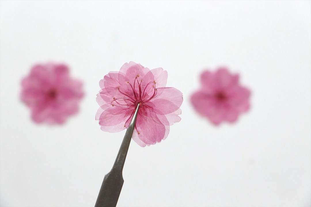 12pcs/pack Cherry Blossom Pressed Dried Flowers, Real Pressed Sakura ...