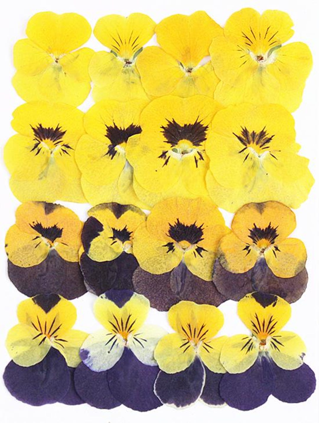 16pcs/pack Assorted Pressed Violet, Real Dried Wild Pansy for ...