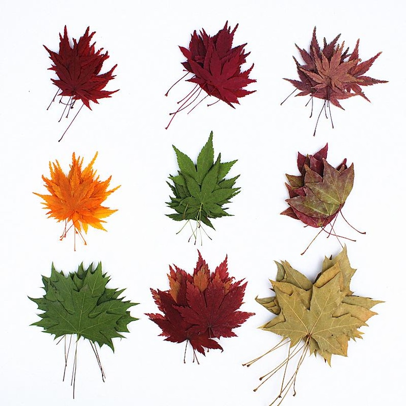 12pcs/pack Real Pressed Maple Leaves, Natural Dried Leaves for ...