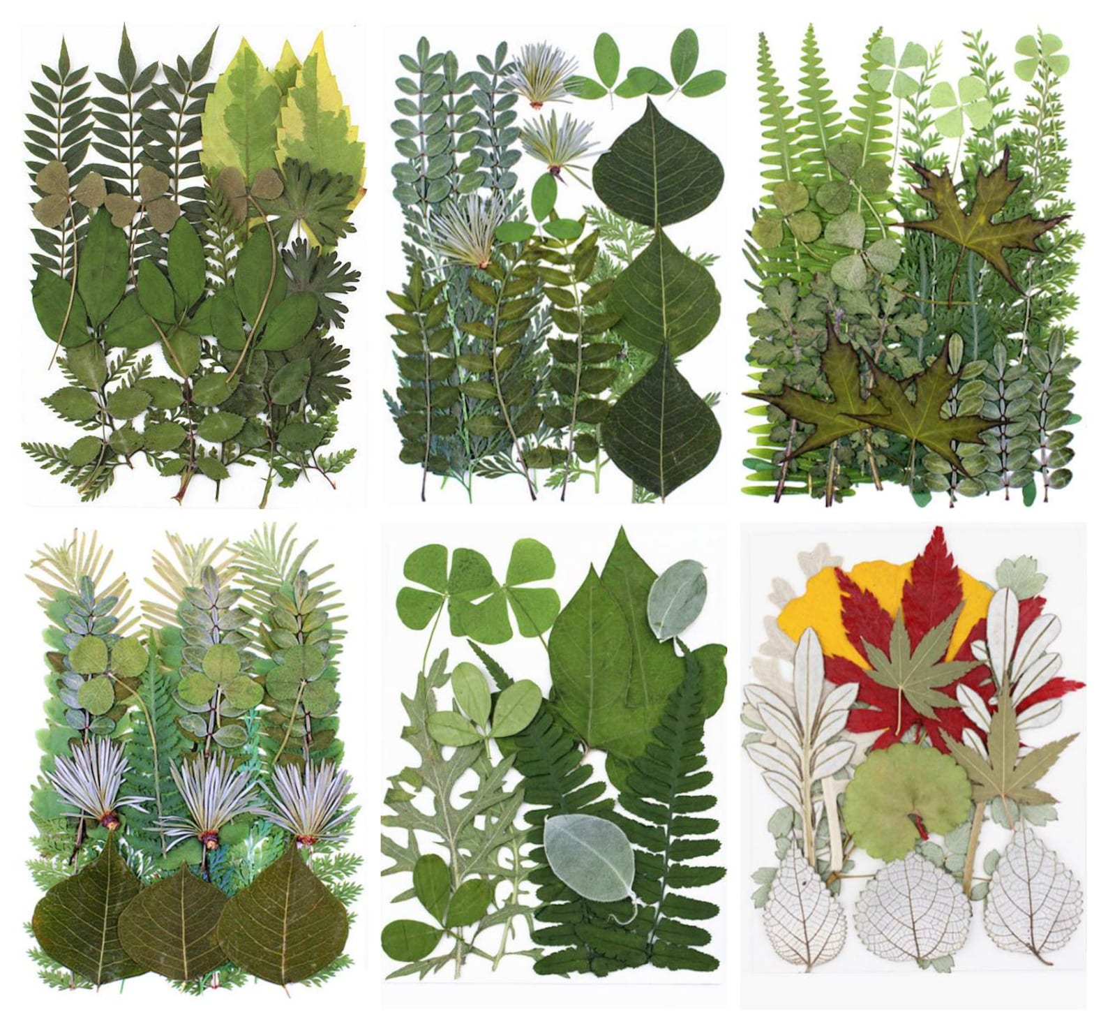 Assorted Green Pressed Leaves Collection, Real Dried Leaf Botanical ...