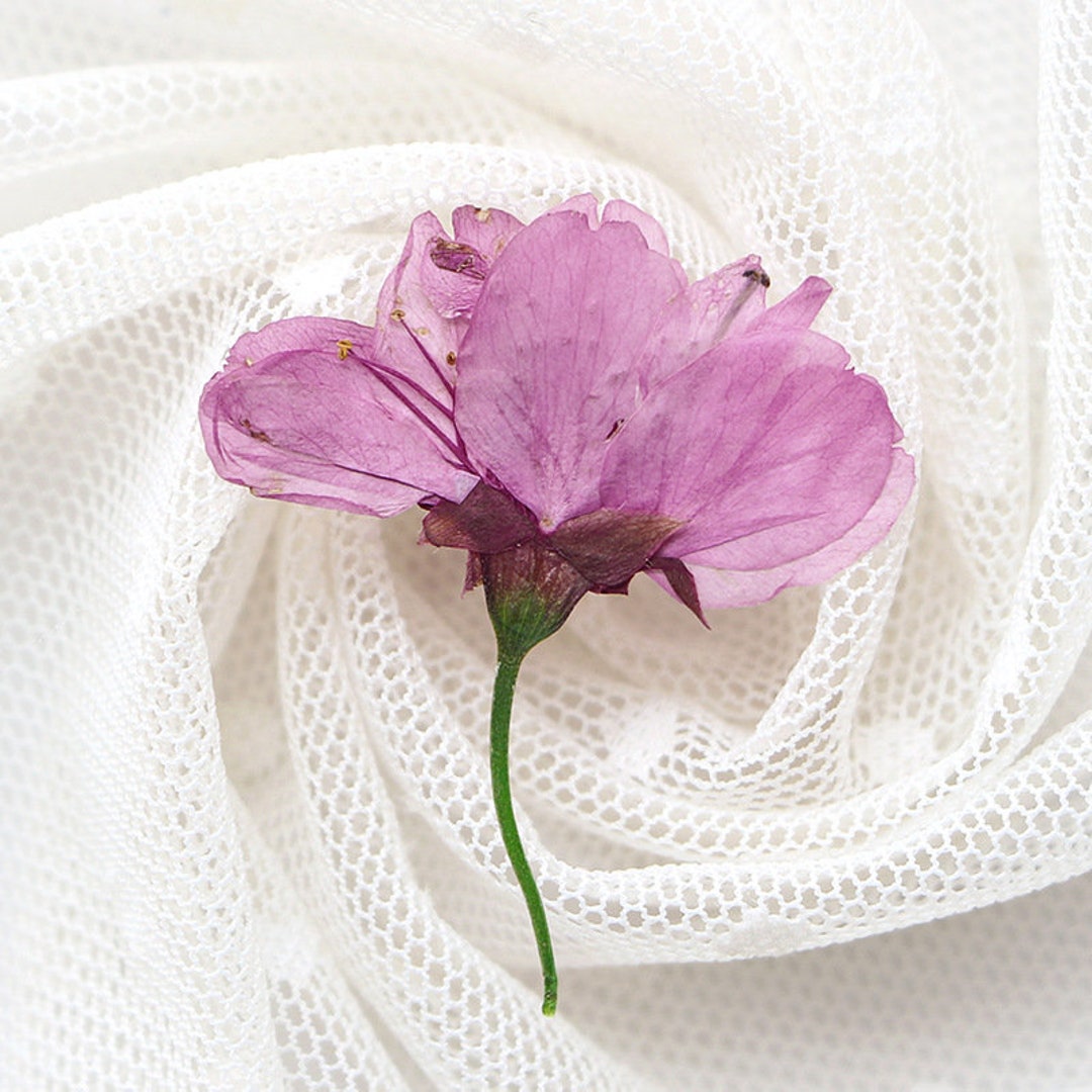 12pcs/pack Side Pressed Cherry Blossom, Pressed Dried Flowers, Real ...