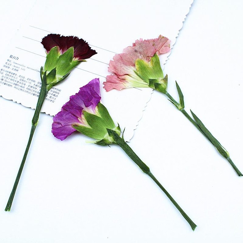 12pcs/pack Side Pressed Carnation Flowers With Stem, Dried Flower ...
