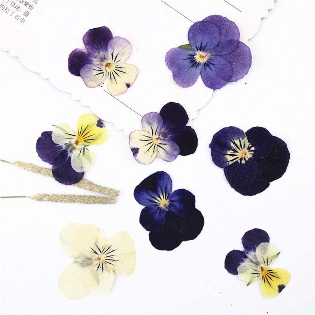 12pcs/pack Dried Viola, Pressed Horned Violet for Flower Wall Art Craft ...