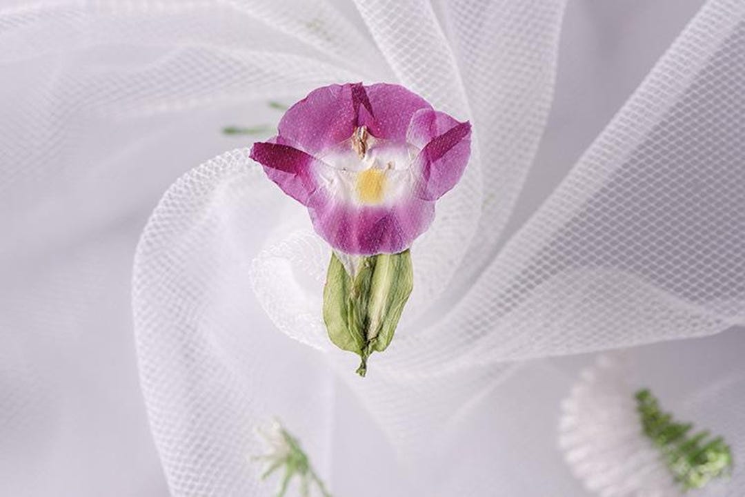 12pcs/pack Pressed Wishbone Flowers, Real Dried Flowers for Bookmark ...