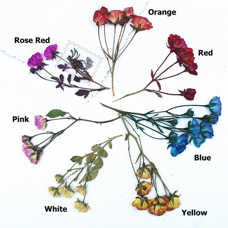 Dried Flower Stems - Etsy