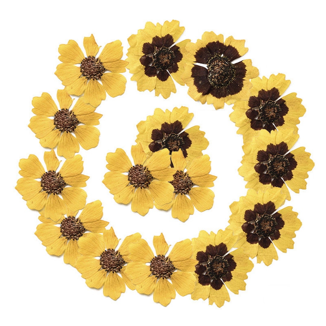 12pcs/pack Dried Daisy Pressed Dried Flowers, Real Pressing Coreopsis ...