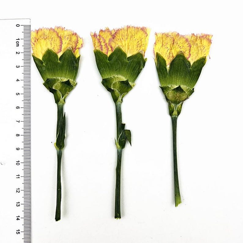 12pcs/pack Side Pressed Carnation Flowers With Stem, Dried Flower ...