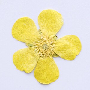 12pcs/pack Dried Yellow Buttercup, Pressed Flowers for Bridesmaid Hair ...