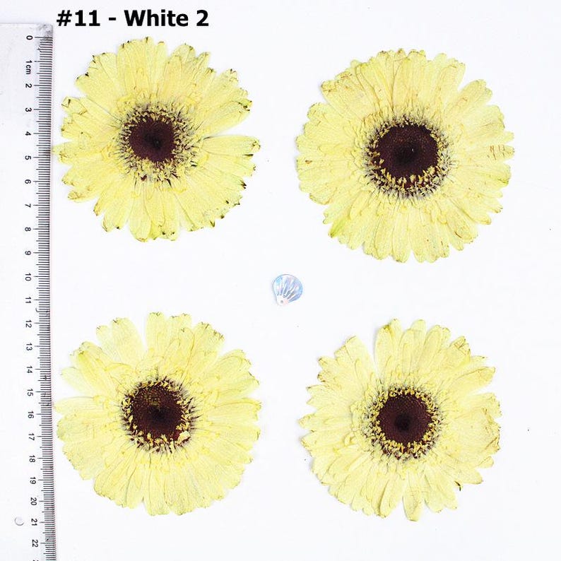 3pcs/pack 8-12cm Giant Pressed Gerbera Daisy, Natural Real Dried ...