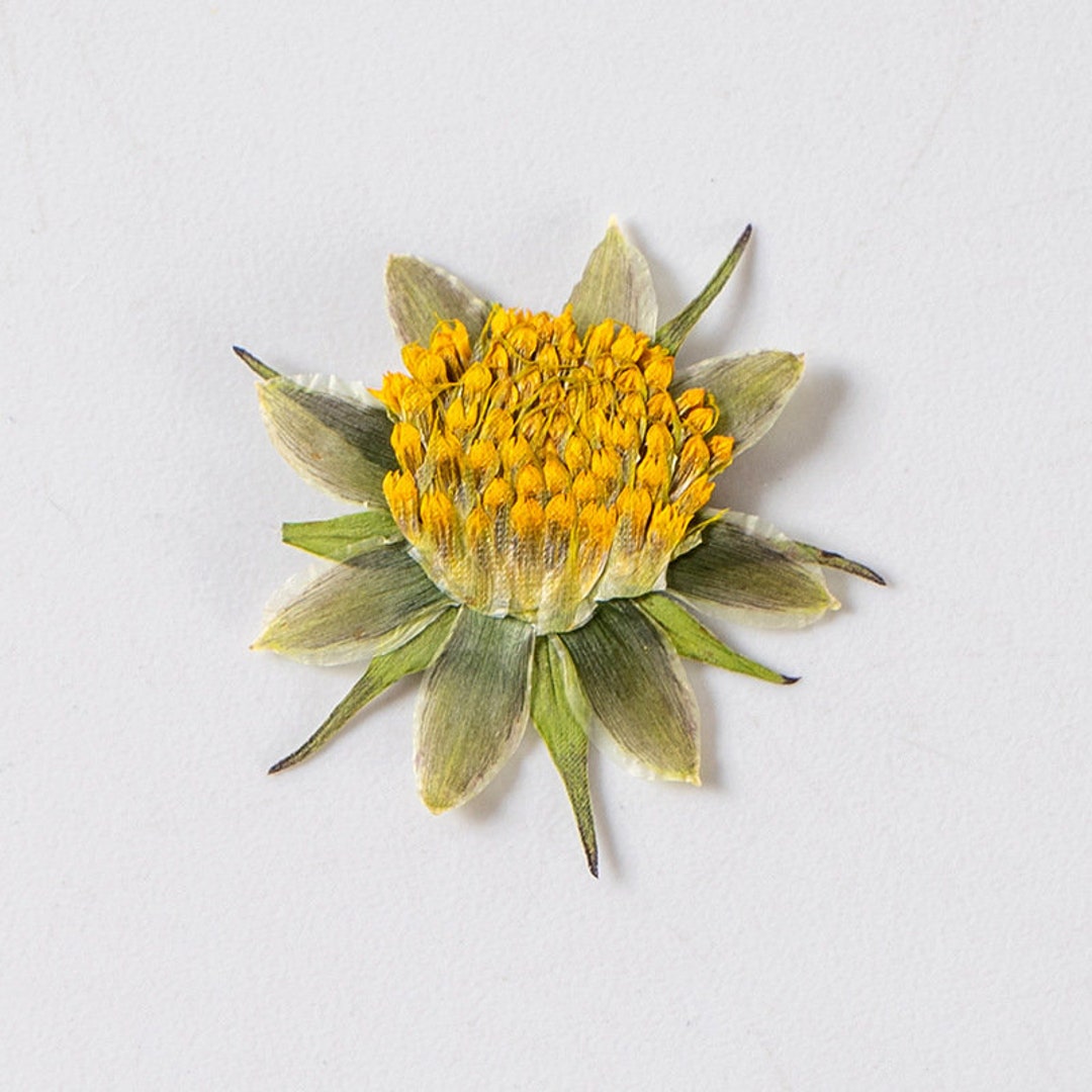 Mexican Sunflower Pressed Dried Flowers, Real Pressed Flowers for ...