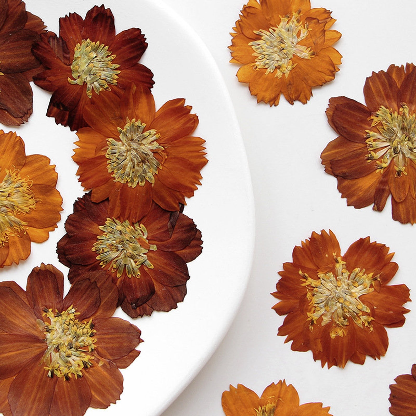 12pcs/pack Dried Yellow Cosmos Flowers, Pressed Flowers, Sulphureus ...