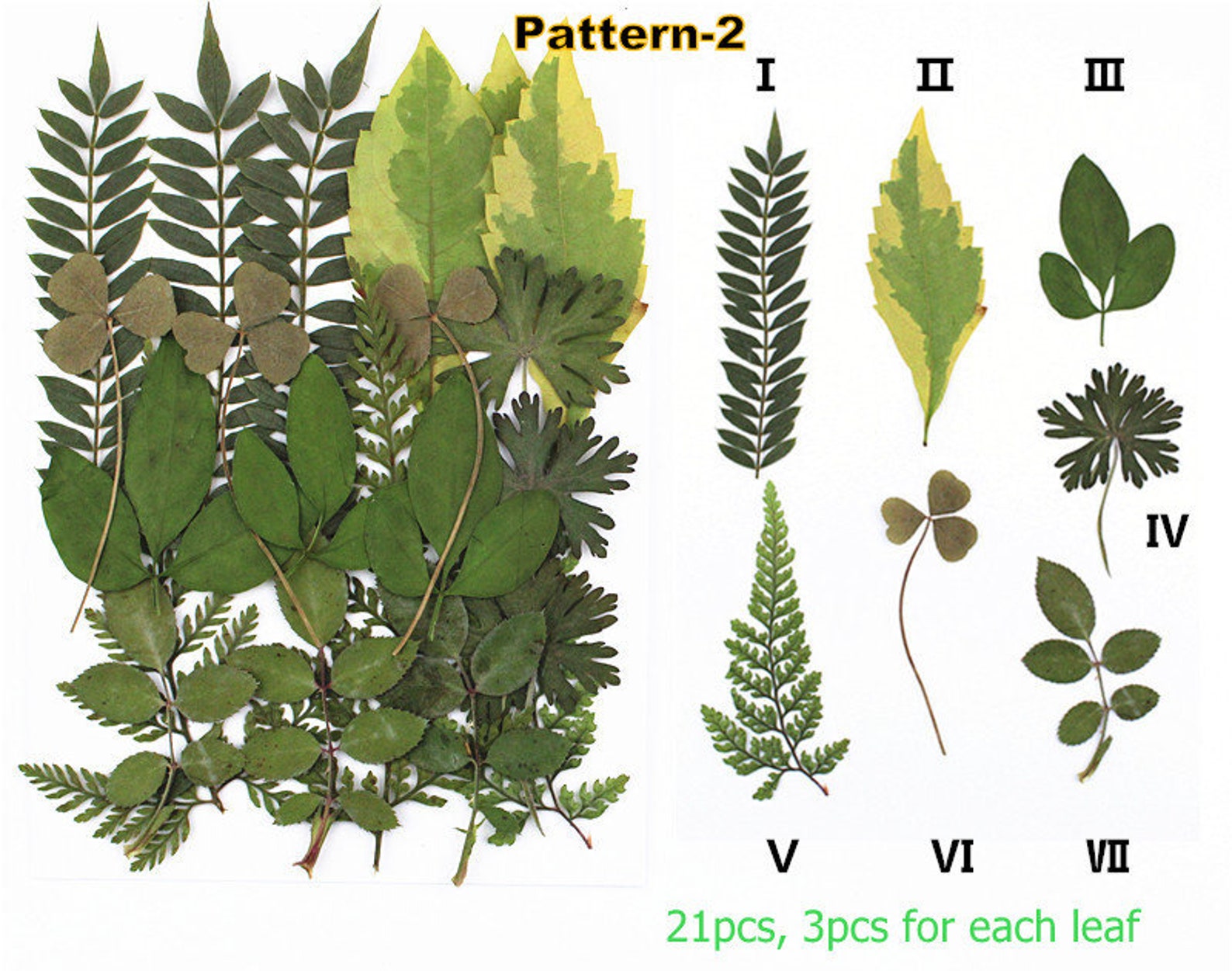 Natural Dried Leaves DIY Plant Specimens Pressed Herbarium - Etsy