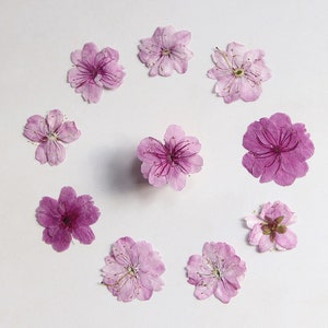 12pcs/pack Cherry Blossom Pressed Dried Flowers, Real Pressed Sakura ...
