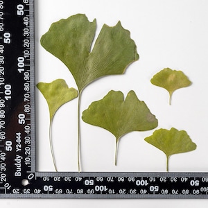 10pcs/pack Natural Dried Ginkgo Biloba Leaf Real Pressed Specimens ...