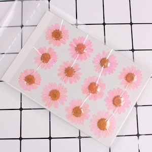 12pcs/pack Pressed Daisy Flowers Real Dried Flowers Natural Wild ...
