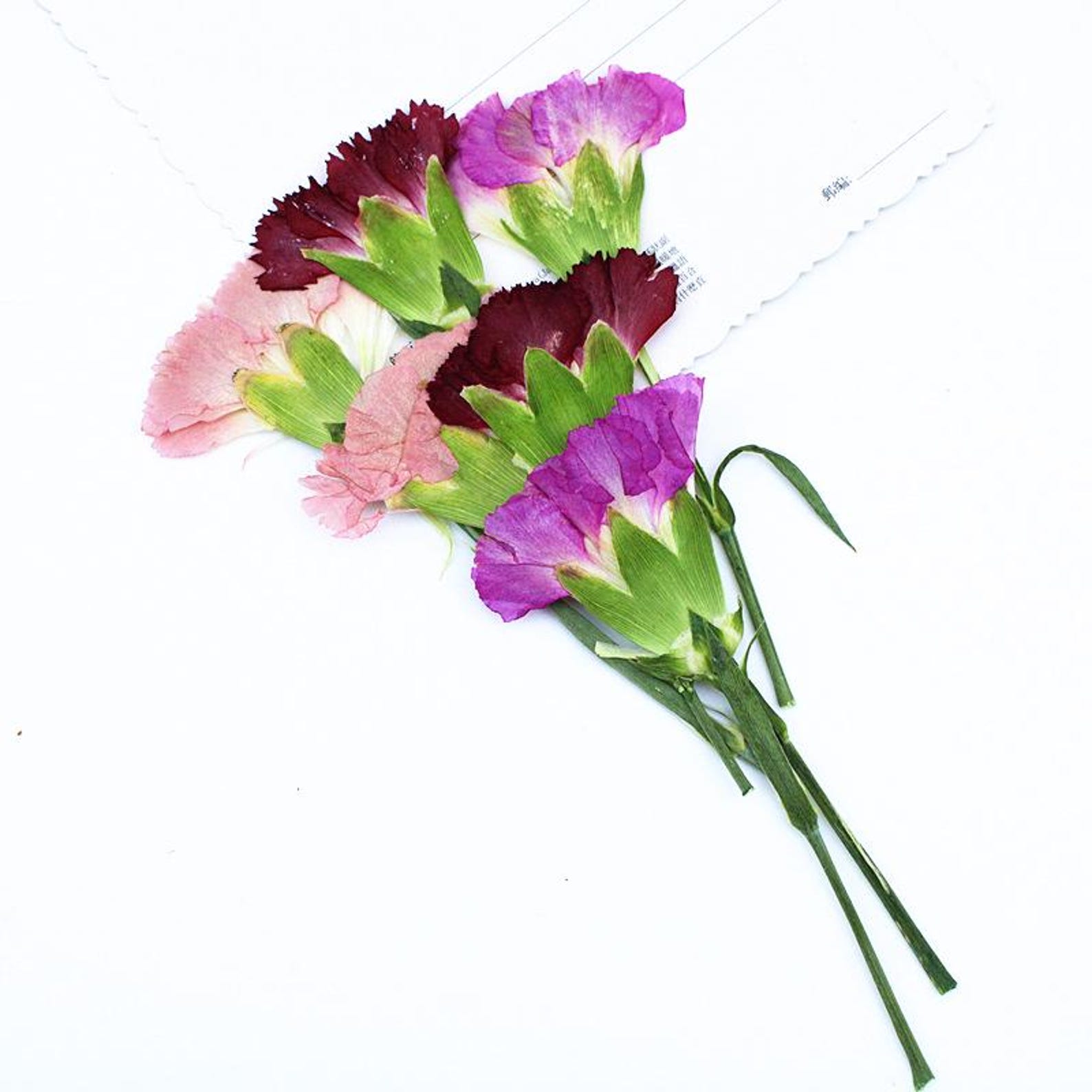 12pcs/pack Side Pressed Carnation Flowers With Stem, Dried Flower ...